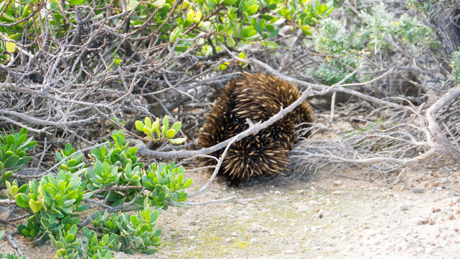 VK5KI – Kangaroo Island in Pictures – VK5GR Amateur Radio Adventures